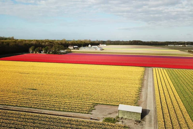 Lisse: Self-Guided Tulip Fields GPS Audio Tour - Key Points