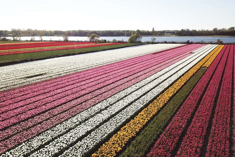 Lisse: Self-Guided Tulip Fields GPS Audio Tour - What’s the Experience Like?