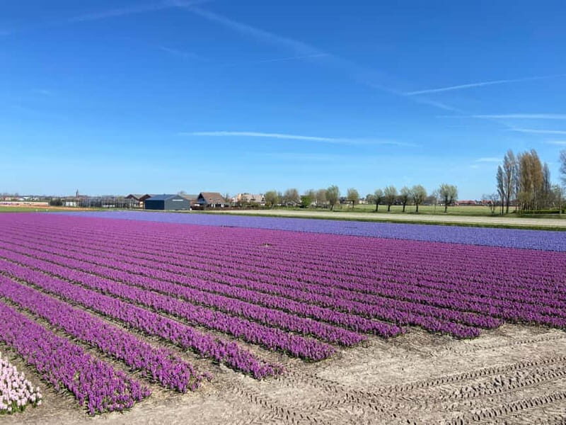 Lisse: Self-Guided Tulip Fields GPS Audio Tour - Practical Tips for Making the Most of Your Tour