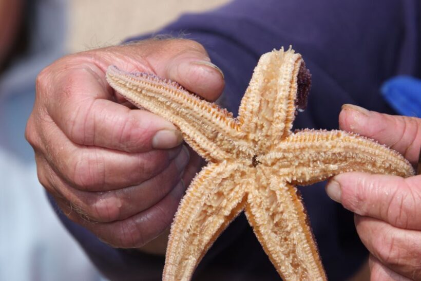 List/Sylt: Guided Seal-Watching Cruise on a Rustic Boat - Key Points