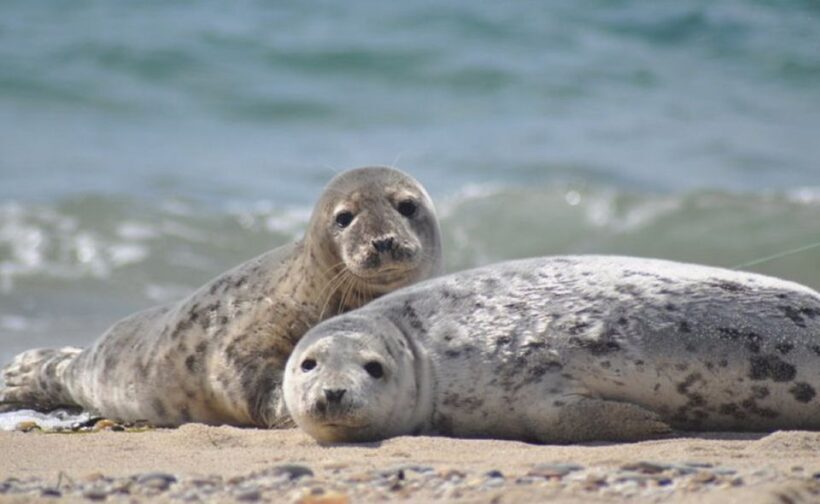 List/Sylt: Guided Seal-Watching Cruise on a Rustic Boat - An Overview of the Seal-Watching Cruise