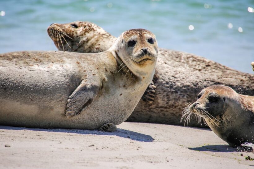 List/Sylt: Guided Seal-Watching Cruise on a Rustic Boat - FAQs