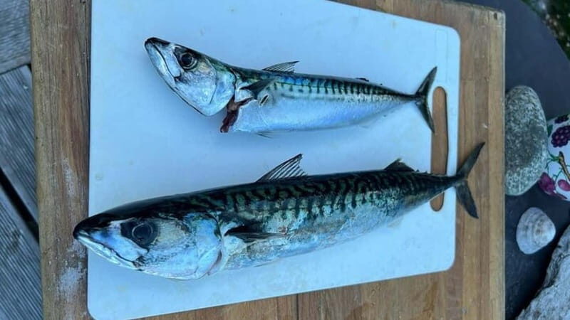Lister: Inshore Fishing Tour with Local Guide - A Closer Look at the Experience