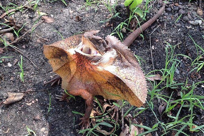 Litchfield National Park and Jumping Crocodile Cruise - Adelaide River: Private Crocodile and Wildlife Cruise