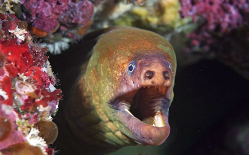 Little Barrier Island: Full-Day Scuba Dive Charter - Key Points