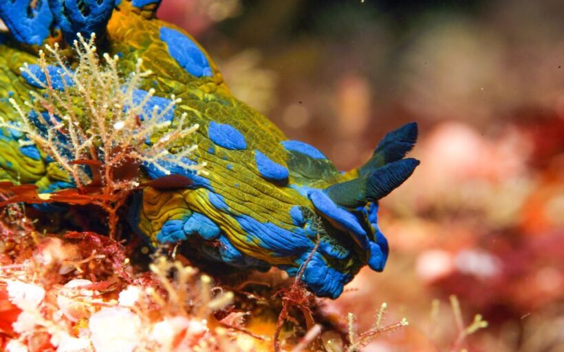 Little Barrier Island: Full-Day Scuba Dive Charter - Diving into the Experience