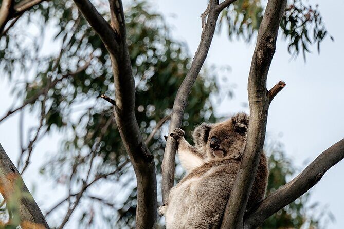 Little Koala Walking Tour - An In-Depth Look at the Little Koala Walking Tour