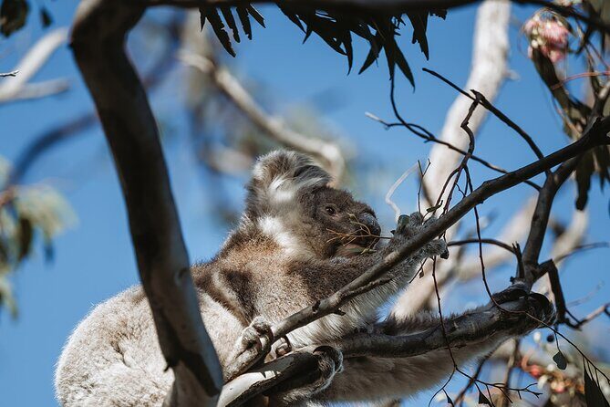 Little Koala Walking Tour - FAQs