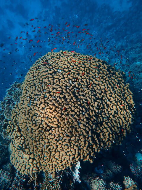Little Tobago: Glass Bottom Boat Tour - Snorkelist’s Dream: Angel Reef and Goat Island