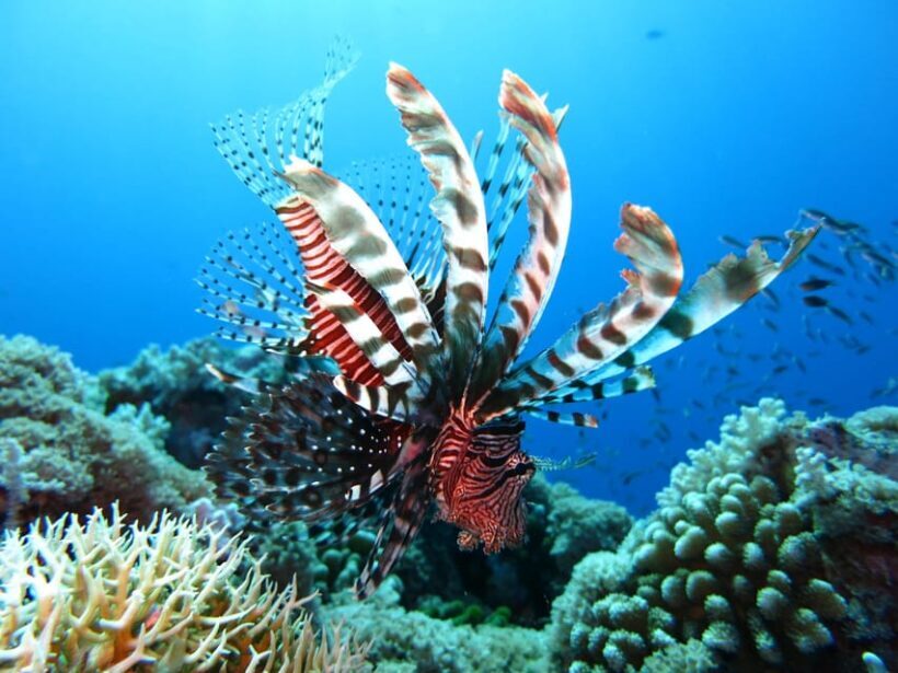 Little Tobago: Glass Bottom Boat Tour - Who Will Love This Tour?