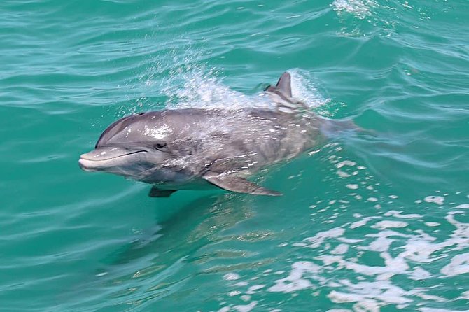 Little Toot Dolphin Adventure at Clearwater Beach - Who Will Love This Tour?