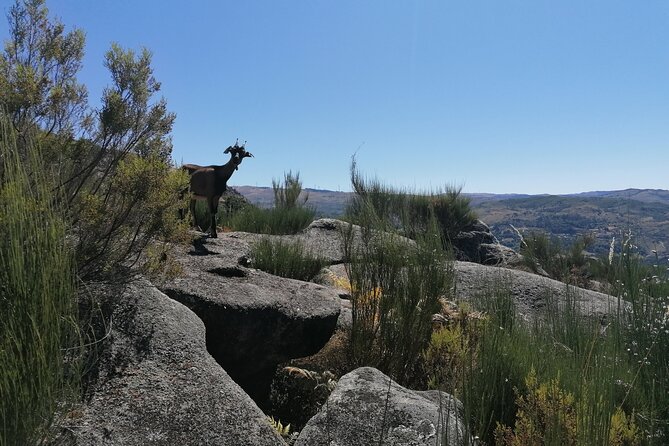 Live like a local - 3-Day Experience in Gerês Mountain with Local Food Tasting - Key Points