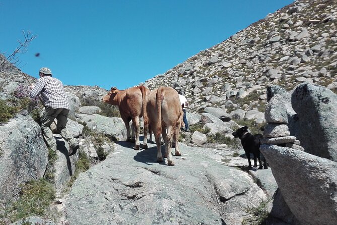 Live like a local - 3-Day Experience in Gerês Mountain with Local Food Tasting - The Value of the Experience