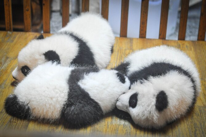 LIVE Streaming: Meet Pandas at Chengdu Research Base of Giant Panda Breeding - Why This Tour Offers Real Value