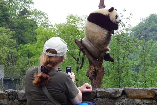 LIVE Streaming: Meet Pandas at Chengdu Research Base of Giant Panda Breeding - Final Thoughts