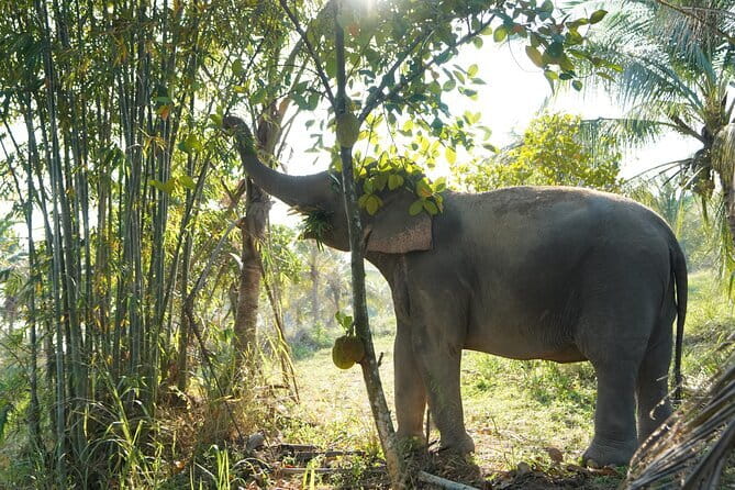 LIVING GREEN ELEPHANT SANCTUARY Chonburi - Key Points