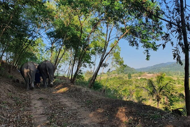 LIVING GREEN ELEPHANT SANCTUARY Chonburi - What You’ll Love About the Tour