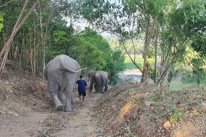 LIVING GREEN ELEPHANT SANCTUARY Chonburi - Real Experiences from Visitors