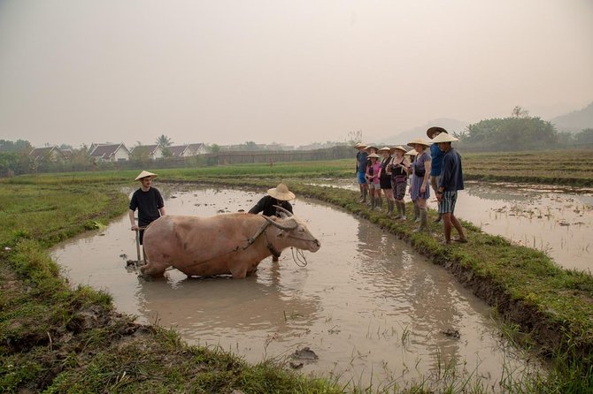 Living Land Rice Farming Experience - An Authentic Taste of Laos Rural Life