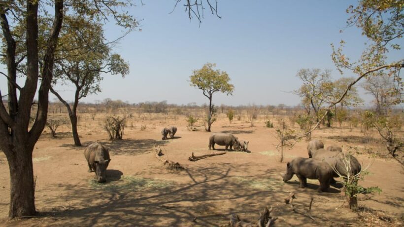 Livingstone: Game Drive and White Rhino Walking Safari - Why the Price Is a Good Deal