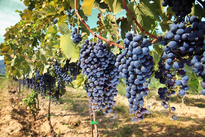 Livorno Shore Excursion: Chianti and Tuscany Countryside Private Wine Tour - Transportation and Guide