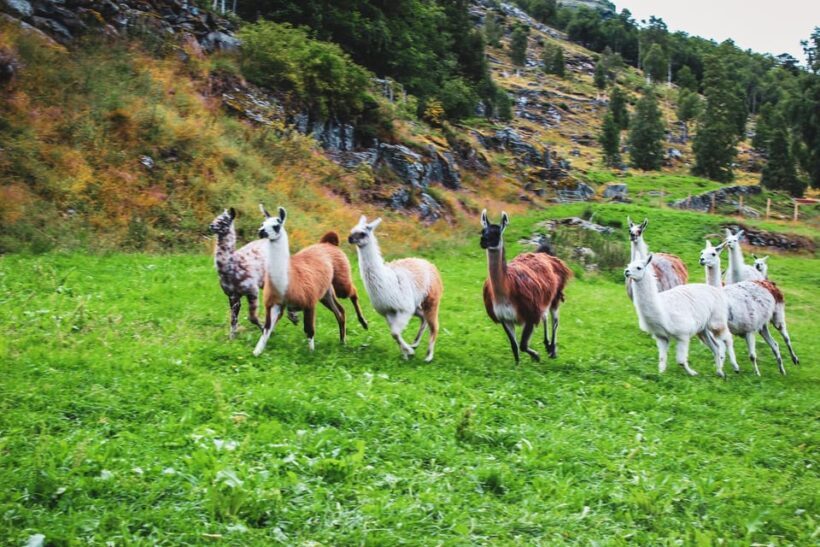 Ljøen, Hellesylt: Ljøen Farm Tour - An In-Depth Look at the Ljøen Farm Tour