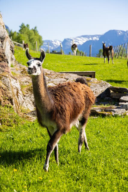 Ljøen, Hellesylt: Ljøen Farm Tour - FAQ