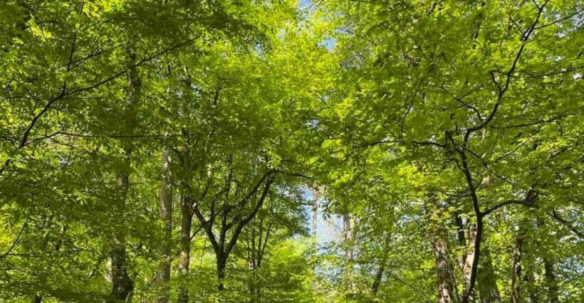 Ljubljana: Green tour and forrest personal experience - An Introduction to Ljubljana’s Green Escape