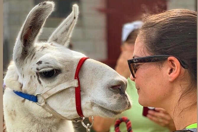 Llama/Alpaca Hike and Farm Tour - Accessibility and Recommendations