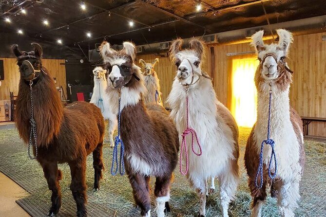 Llama Encounter at ShangriLlama Castle! - Introduction