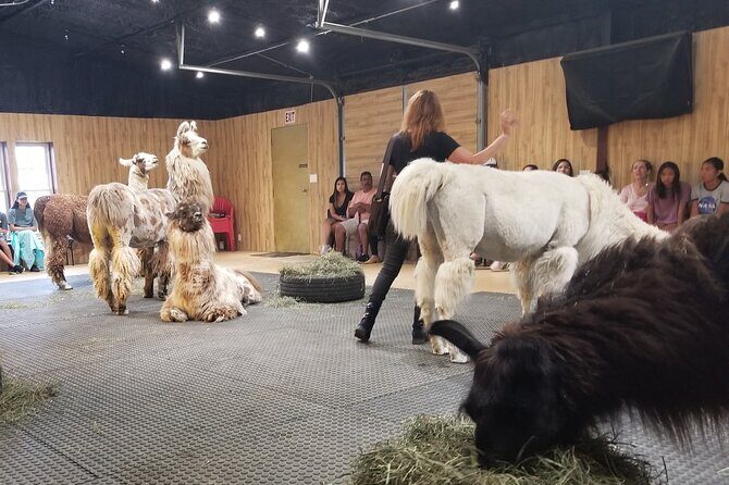 Llama Encounter at ShangriLlama Castle! - Key Points