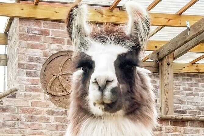 Llama Encounter at ShangriLlama Castle! - The Experience’s Value