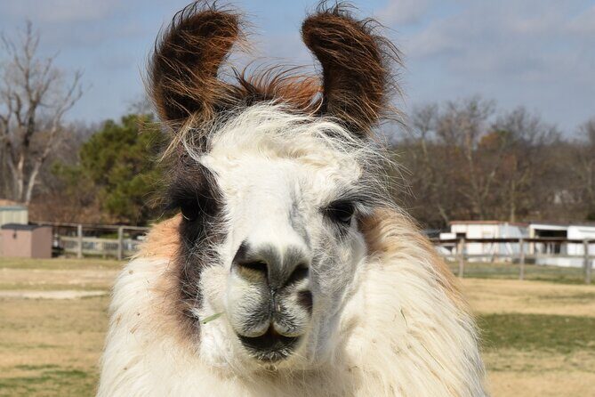 Llama Encounter at ShangriLlama Castle! - Practical Details to Keep in Mind