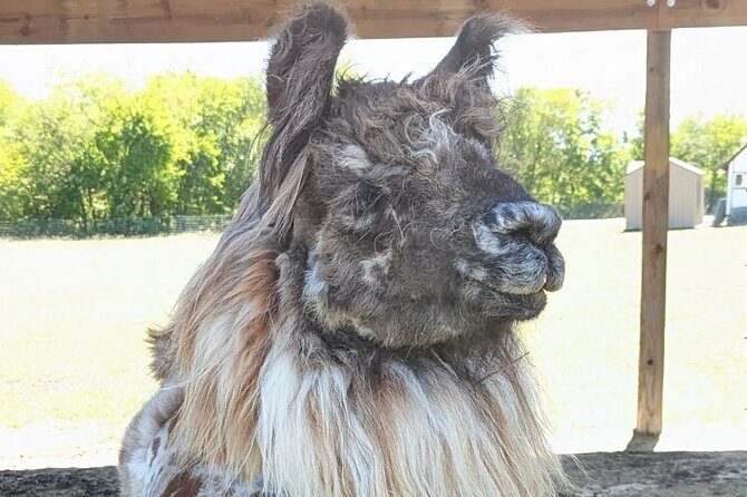 Llama Encounter at ShangriLlama Castle! - Who Will Love This?