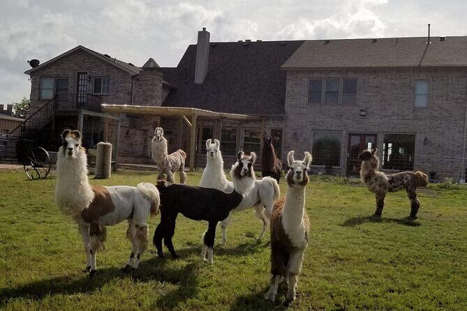 Llama Encounter at ShangriLlama Castle! - The Sum Up