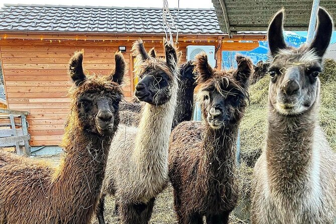 Llama Hike Through the Wonderful Liechtenstein Mountains - Guided Hikes With Expert Hosts