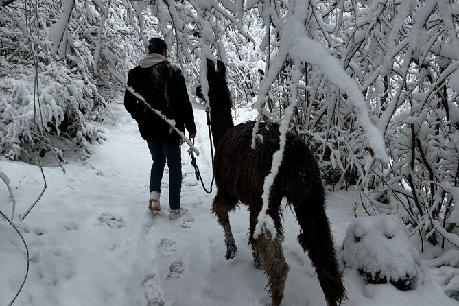 Llama hike with homemade, traditional cheese fondue - Final Thoughts
