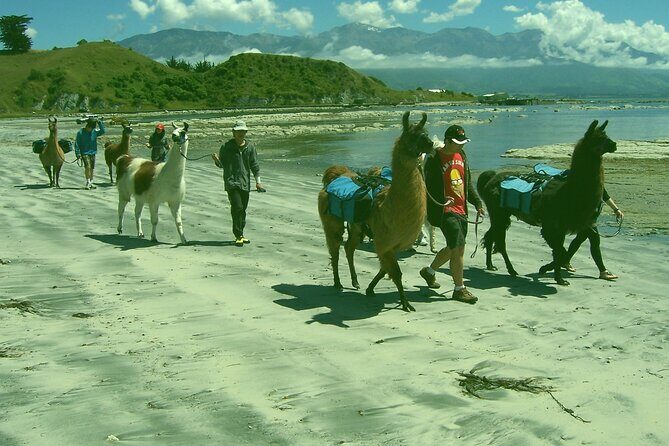 Llama Trek (Half-day) - Kaikoura Bay, Beaches & Seal Colony - Key Points