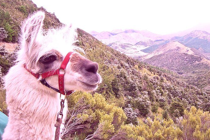 Llama Trek (Taster) - Kowhai River Valley and Native Woodland Tour - Key Points