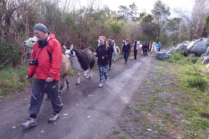 Llama Trek (Taster) - Kowhai River Valley and Native Woodland Tour - Discover Kaikoura’s Hidden Gem: The Llama Trek Experience