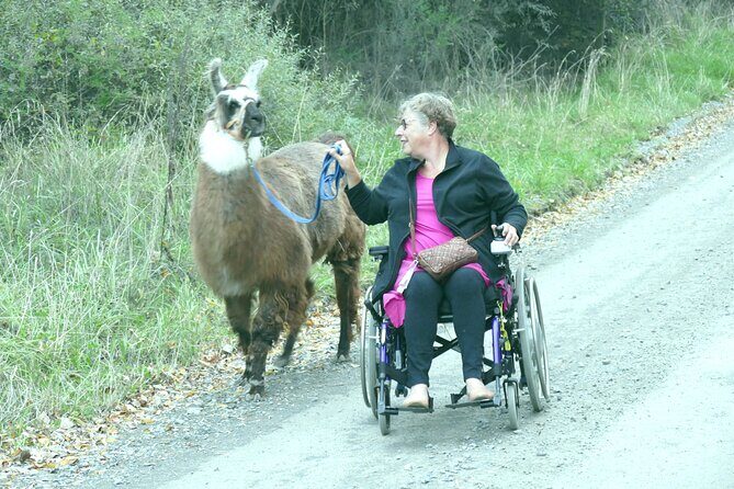 Llama Trek (Taster) - Kowhai River Valley and Native Woodland Tour - The Sum Up: Who Will Love This?