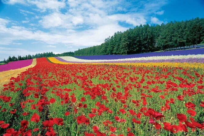 Local Adventure tour in Furano-Biei area - Final Thoughts: Is This Tour Right for You?