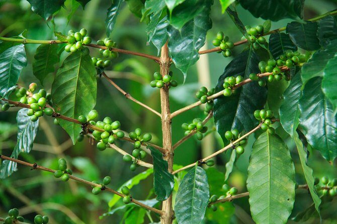 Local Coffee Tasting and Cultural Experience - An In-Depth Look at the Tour Experience