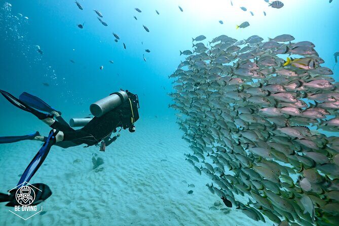 Local Dive in Playa del Carmen - Diving Experience for Certified Divers