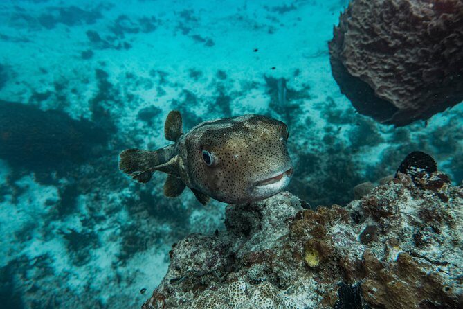 Local Dive in Playa del Carmen - Conservation and Education