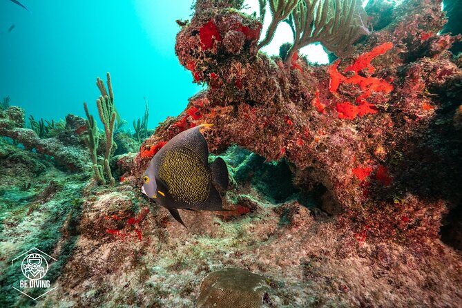 Local Dive in Playa del Carmen - Practical Details: Price, Equipment, and Booking