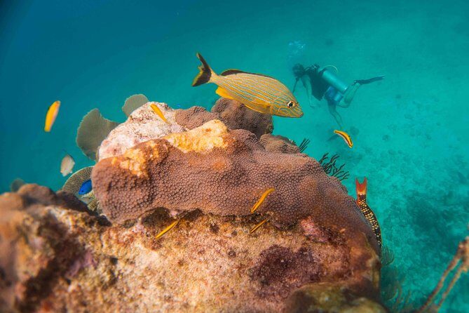 Local Dive in Playa del Carmen - Who Should Book This Tour?
