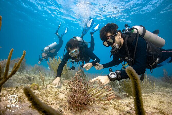 Local Dive in Playa del Carmen - Final Thoughts: Is It Worth It?