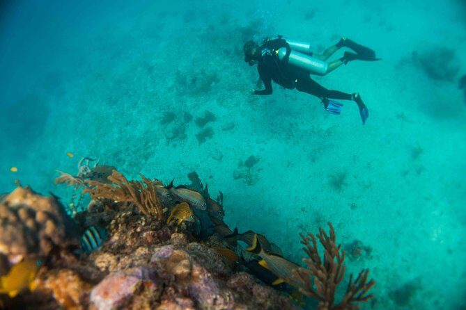 Local Dive in Playa del Carmen - FAQs