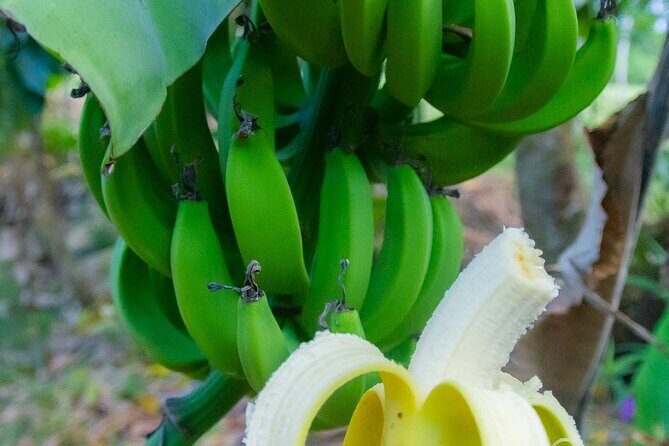 Local Excursion || Jungle Safari Excursion - Practical Details and What to Expect